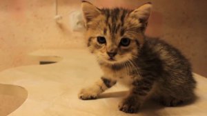 Глисты и лишай, или чем опасны бездомные животные для анапчан