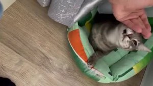 Кот Калиостро в новом доме бодается с хозяином.