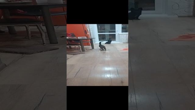 ???????