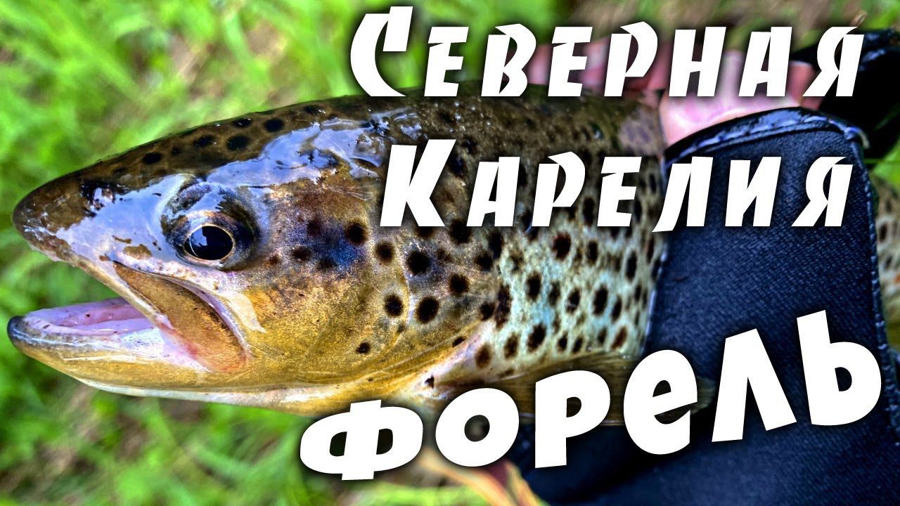 Ловля форели. Рыбалка в Северной Карелии. Июнь 2022.