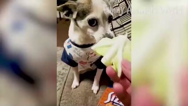 Самые смешные видео с собаками и кошками ? - Лучшие смешные видео с Животными 2023 ? #3