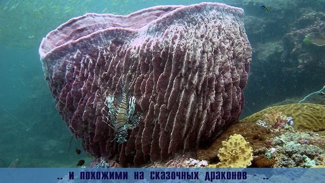 Тайланд - 2012, дайв-сафари по Андаманскому морю. Часть 4. (HD 720p; Sony-HDR-Клон; Canon G12)