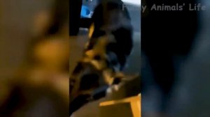Самые смешные Видео С Собаками И Кошками   Лучшие Смешные Видео С Животными 2022 😂