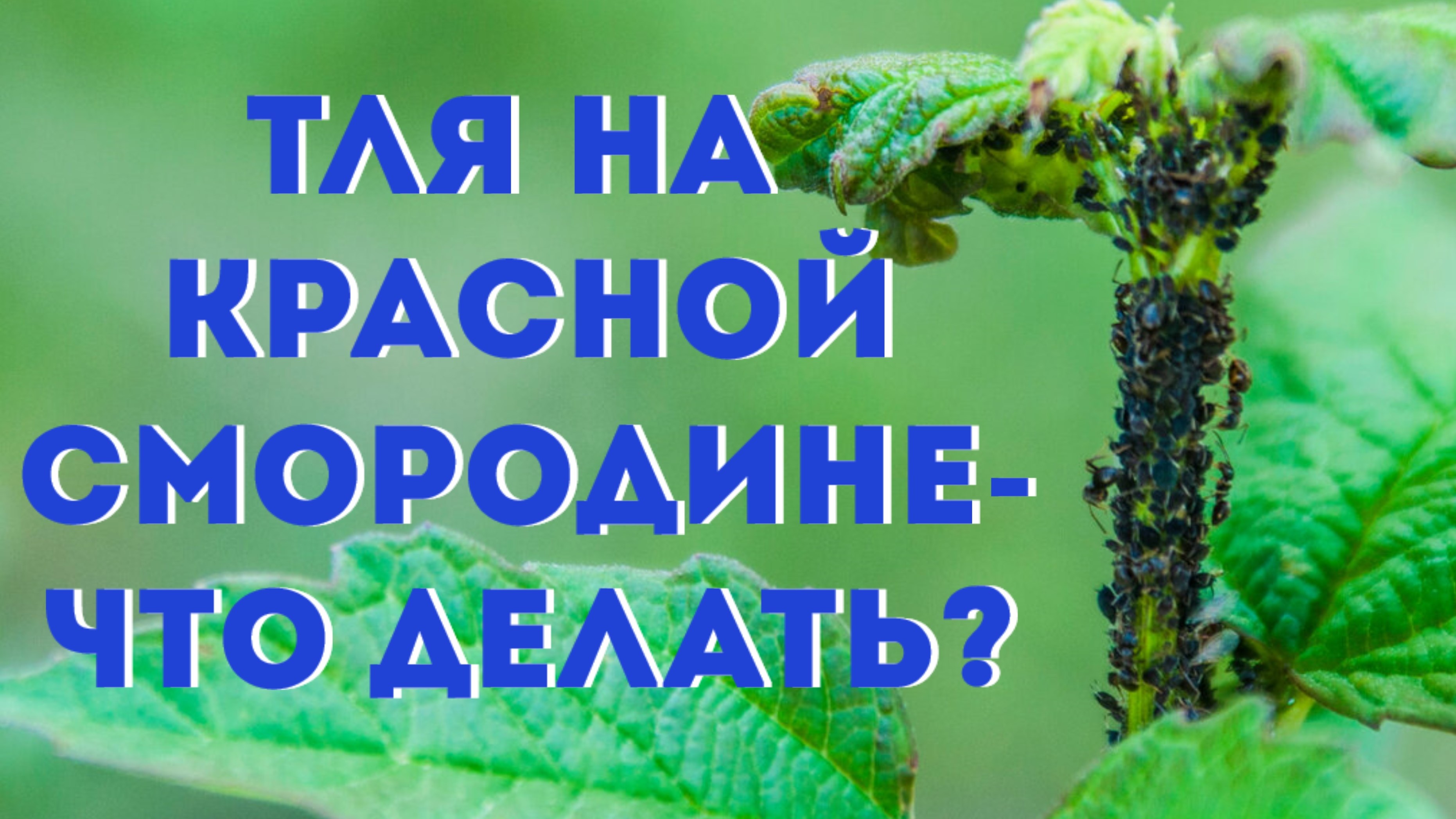 17.05.2023 Тля на красной смородине- катастрофа? Избавляемся быстро, бесплатно, безопасно