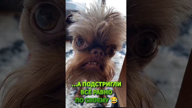 Когда в парикмахерской спросили как Вас подстричь 😂