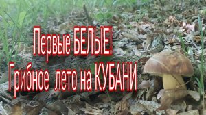 Первые БЕЛЫЕ! ГРИБЫ июня НА КУБАНИ #тихая_охота
