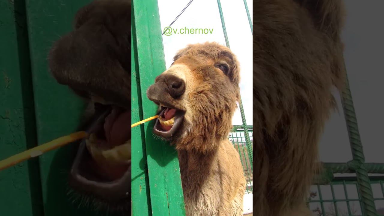 Ненасытный ослик