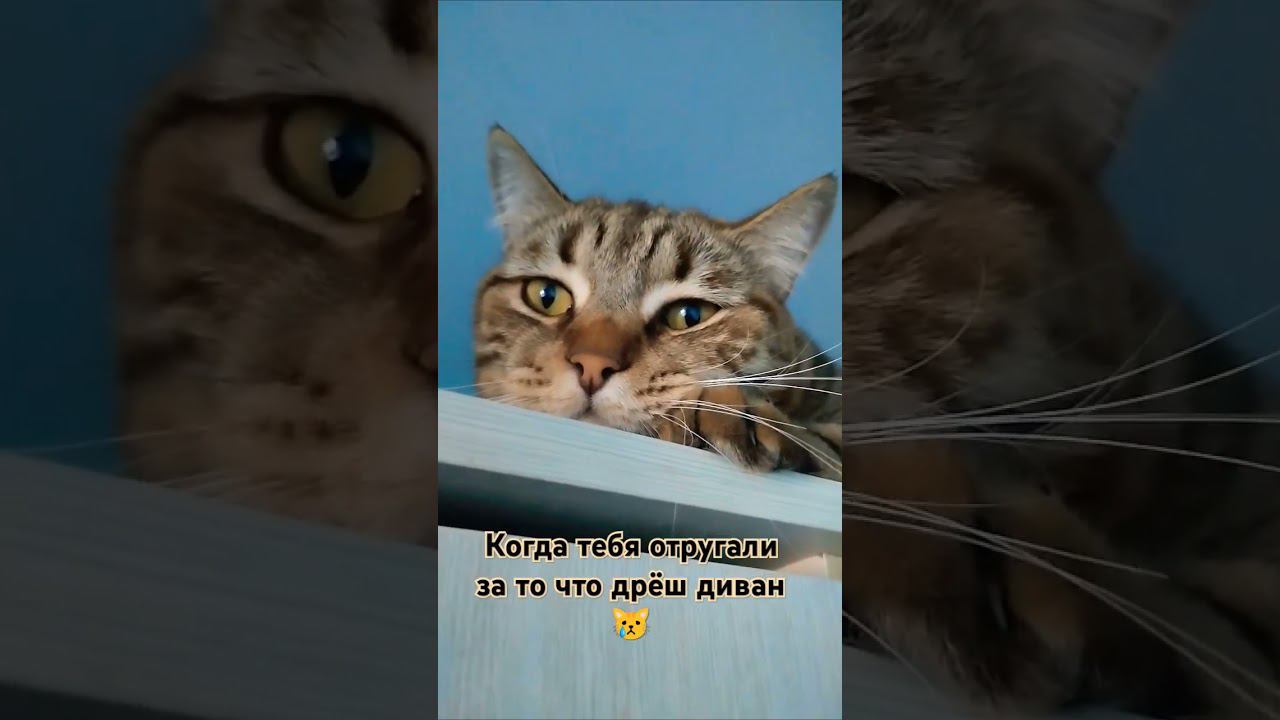Грустный кот