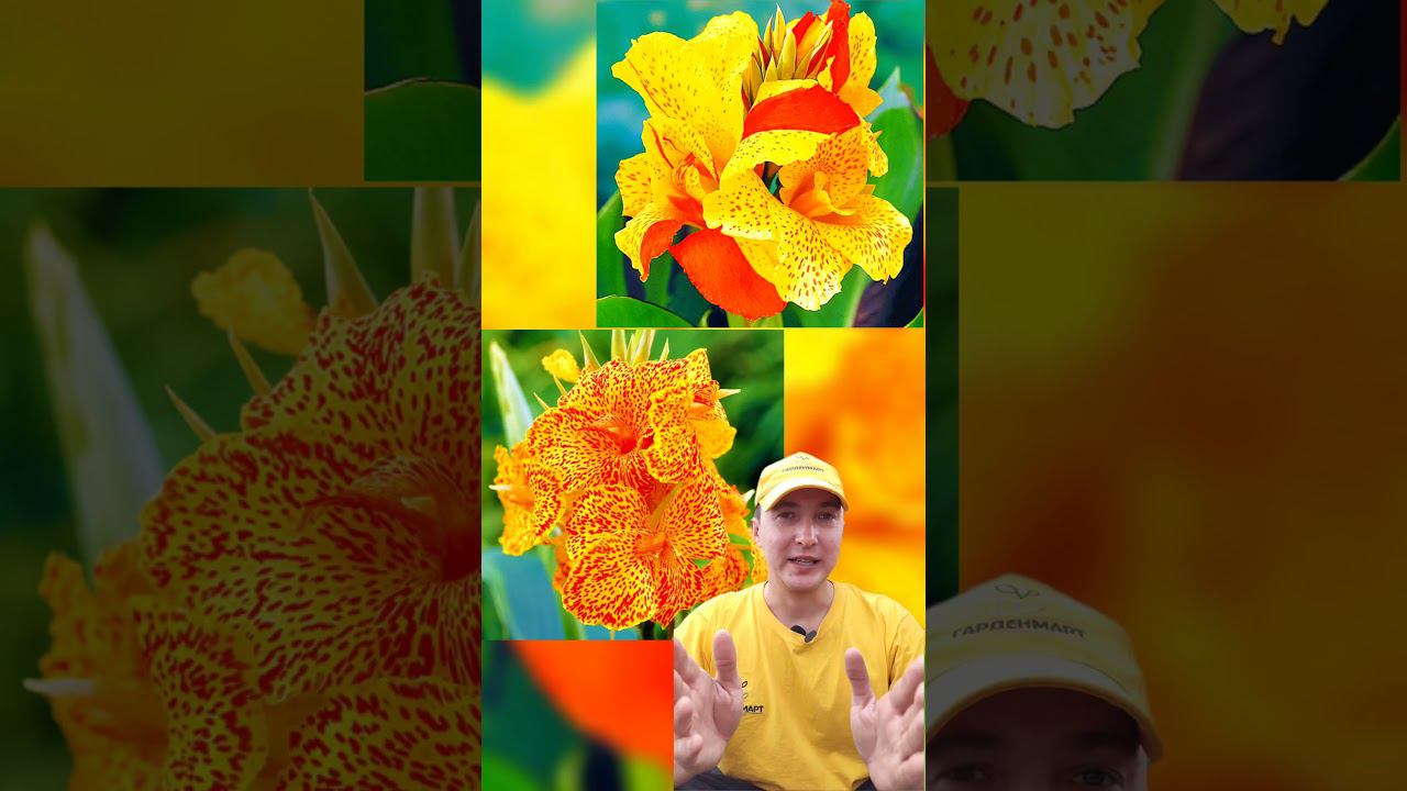 Канна: красивый цветок из древности  #советысадоводам #ассортимент