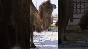 Верблюды и верблюжья шерсть #фермер #сельскоехозяйство #фермерru #shots #казахстан #верблюд #шерсть