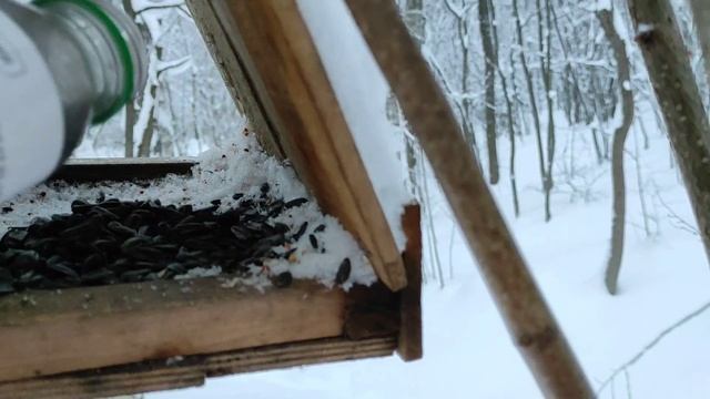 6.12.23, необычная кормушка около входа в парк