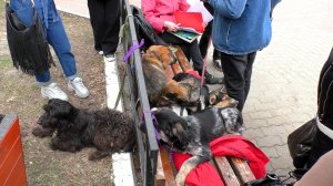 Выставка бесхозных собачек из приюта в парке Ленина 08.04.2023