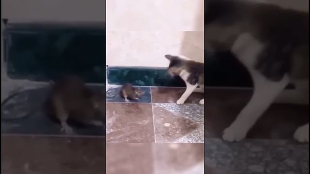 мышь попала в ловушку