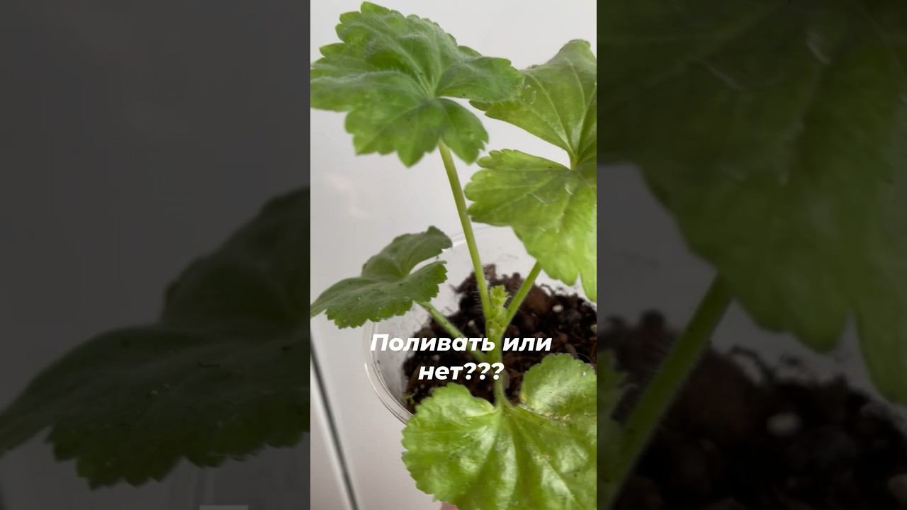 Как определить, что черенок пеларгонии не нуждается в поливе