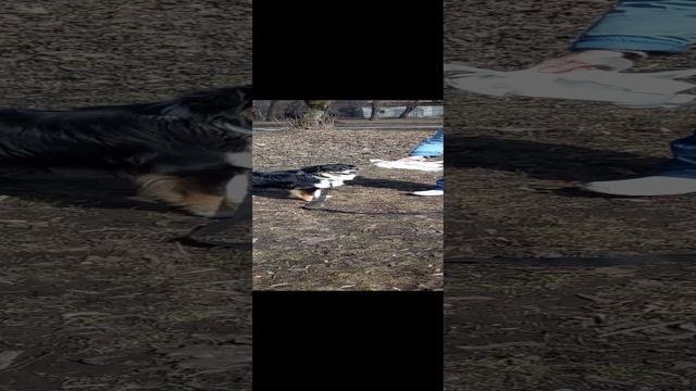 Арчи выдержка1 20230401