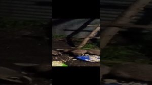 барсучата