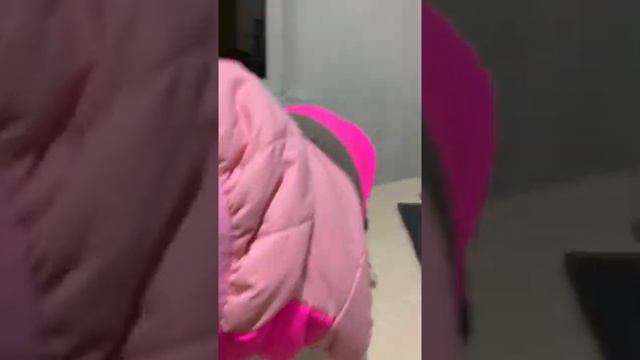 Зима не за горами. Бостонка ФИФА уже готова?#bostonterrier #boston #short