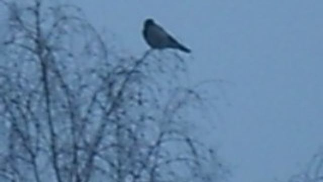 Ворона на тонкой ветке 321644125858 DSCN5021