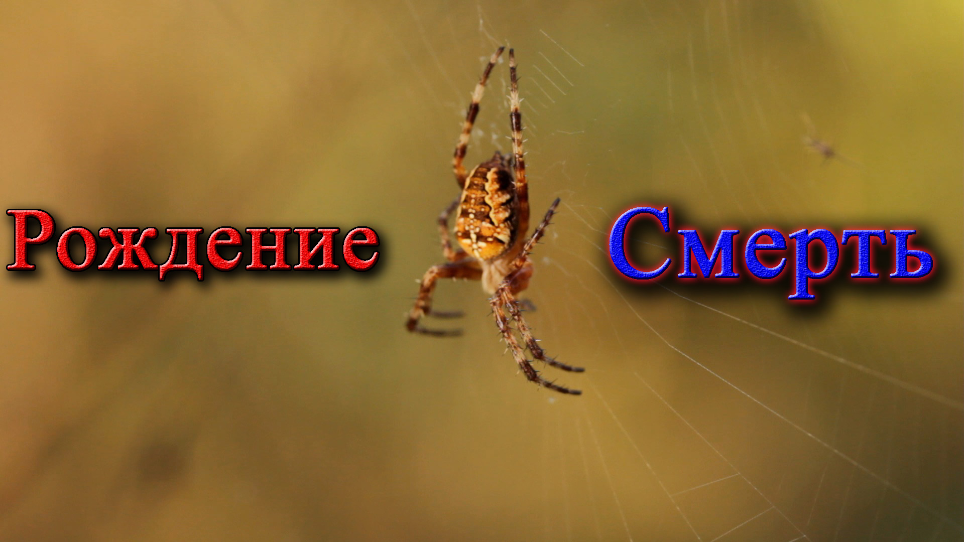 Жизнь пауков от рождения до смерти. Фауна Беларуси / Микропланета