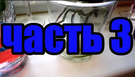 ???Орхидеи в воде спустя 3 месяца. Часть 3  Orchids in water after 3 months.mp4