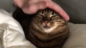 Кот- злюка