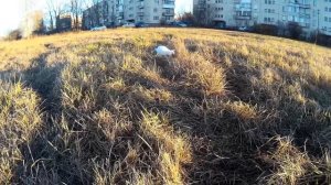 Кот Моцарт на прогулке и турецкий марш