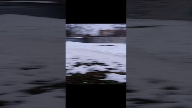 ❗Среди зимы пришла весна❗ #shorts #short #video #nature #shortsvideo #shortvideo #dogs #животные