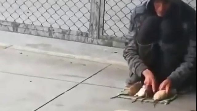 Обучил даже их!.