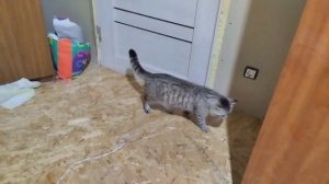 короче говоря жизнь кота