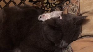 Хомяк делает массаж коту