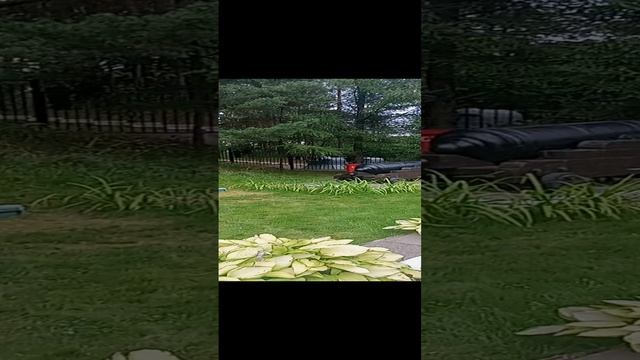 Сосновый Бор
