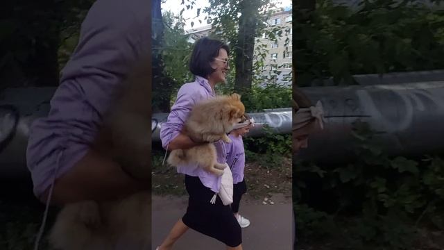 Шпиц приколист.