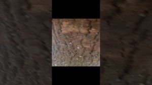 Три орешка для белок