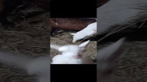 1000171760.mp4