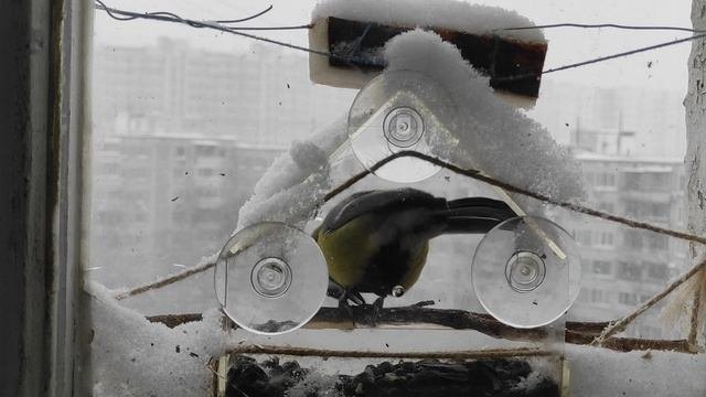 Синички на кормушке за окошком в сильный снегопад 3.12.2023