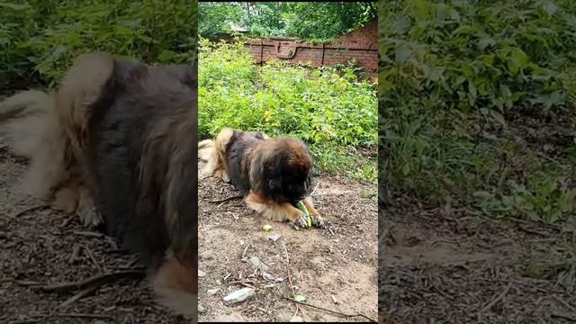 Веня и огурец 20230822