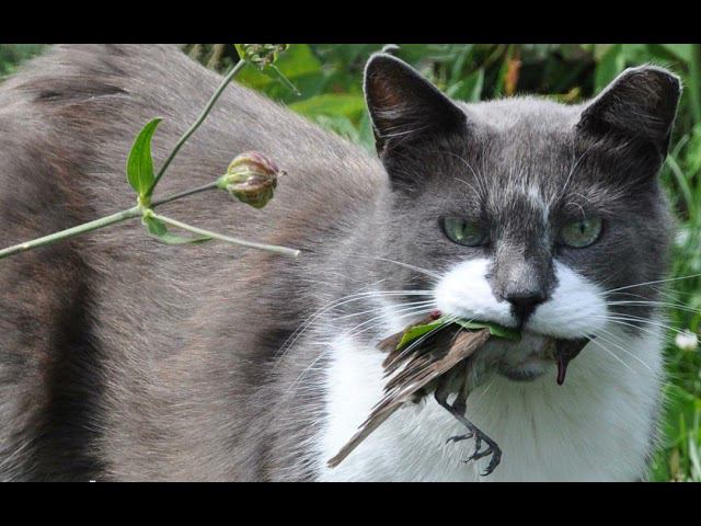 Или коты или эндемики. Австралия отстреливает котов