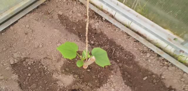 Подвязываю огурцы, малина подмерзла