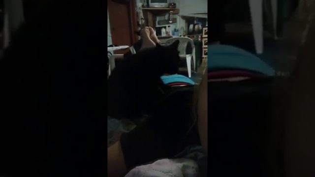 Кот массажист🤣