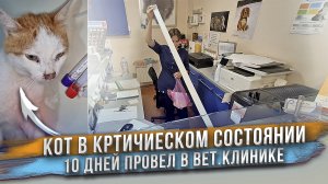 Вот это чек! 3 метровый чек за лечение кота! Сколько же стоило лечение и помогло ли это коту?
