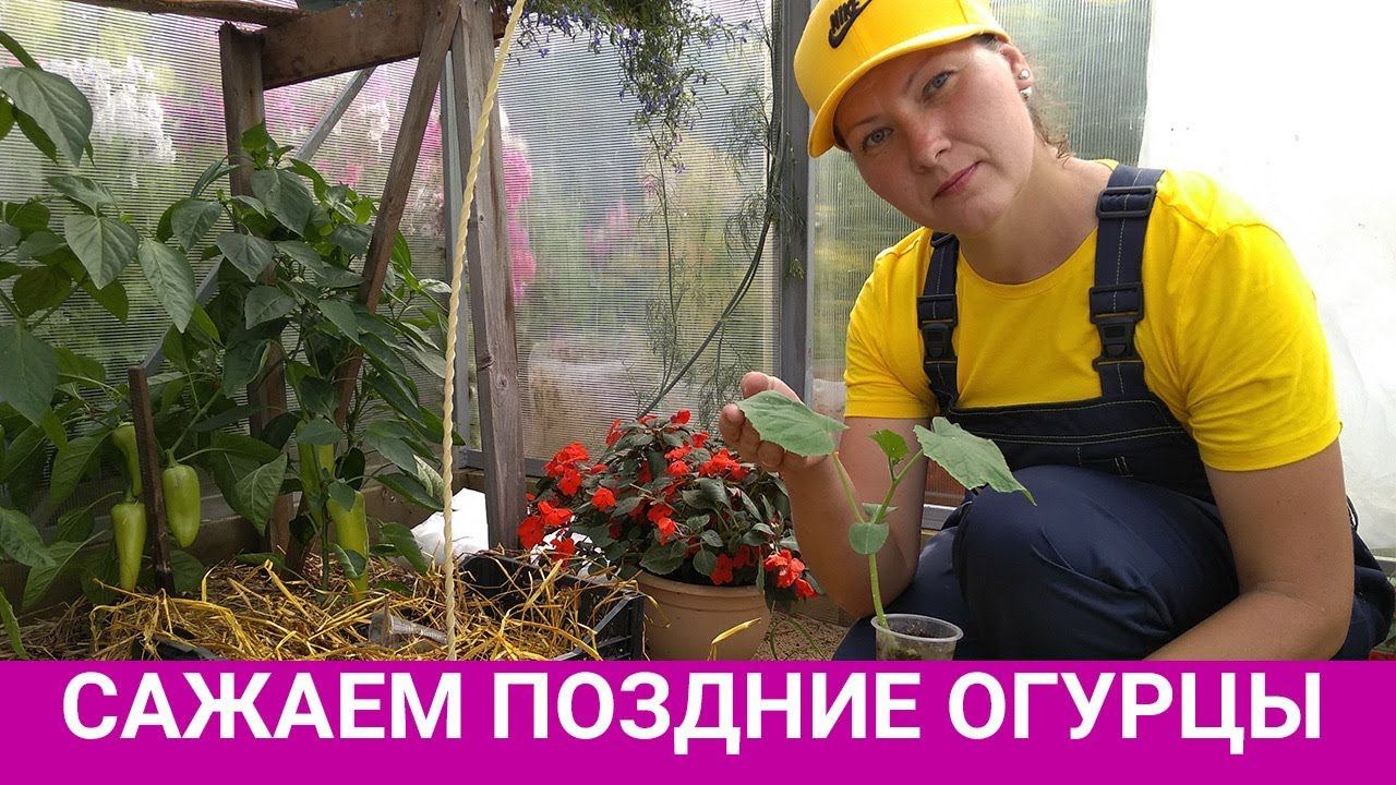 Секреты позднего посева огурцов