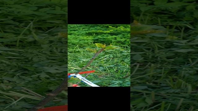 Дерево сад луизиания