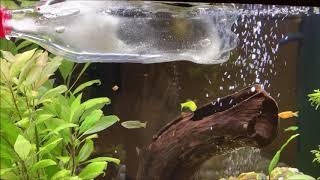 охлаждаем воду в аквариуме
