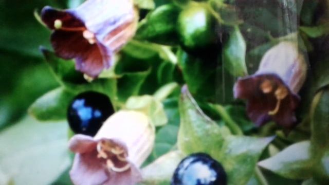 красивая и смертельно опасная