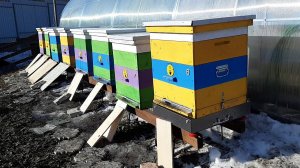В Красноярске на пасеке началась работа пчел Карпатка. Собирают воду, выращивают расплод.