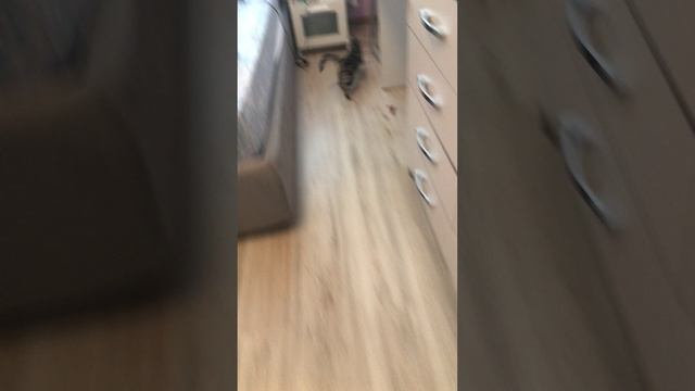 Дурачимся с котенком