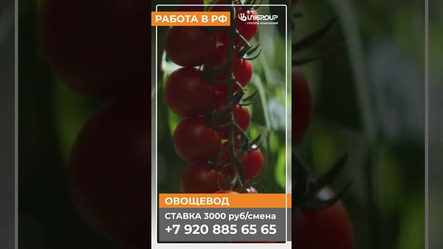 Вакансия - ОВОЩЕВОД #работа #вакансии #вахта #москва #овощевод #астапово #овощи