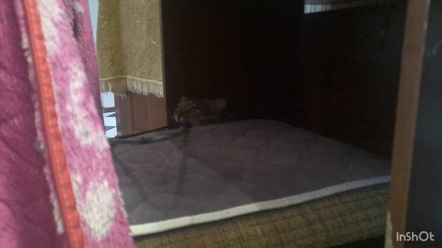 Моя кошка грызёт вешалку