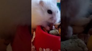хома кушает/утро джунгарика Шуры♥