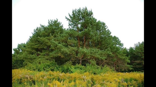 Архангельское Природа